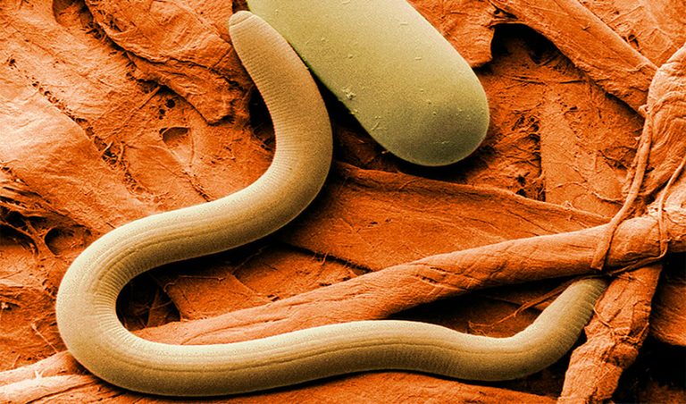 ¿Qué son los nematodos? - Cultura y Ciencia