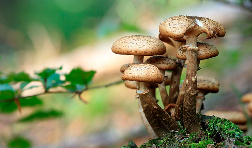 ¿Cómo se reproducen las plantas? - Cultura y Ciencia