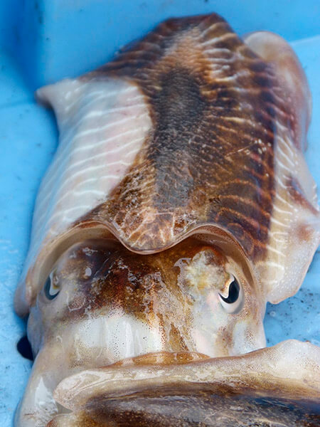 Animales curiosos: La Sepia - Cultura y Ciencia