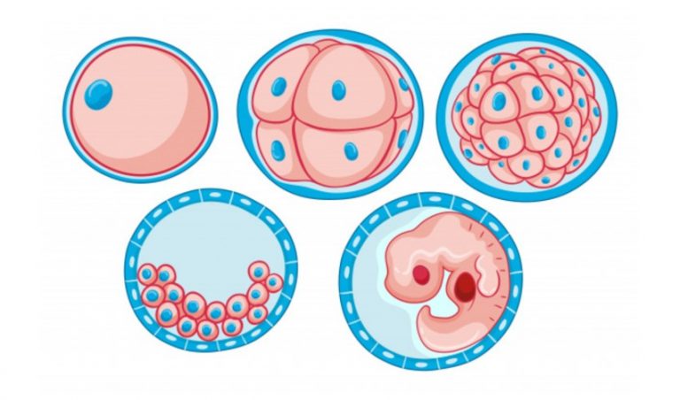 ¿Qué es el Desarrollo Embrionario (Embriogénesis)? - Amazings